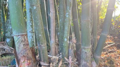 Pajak, Perwujudan A’ Bulo Sibatang | Direktorat Jenderal Pajak